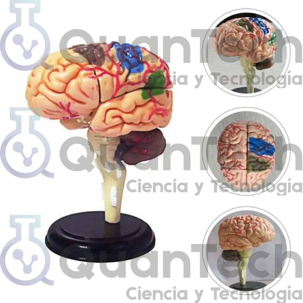 MODELO ANATOMICO DE CEREBRO COLORES 15 PARTES – Quantech