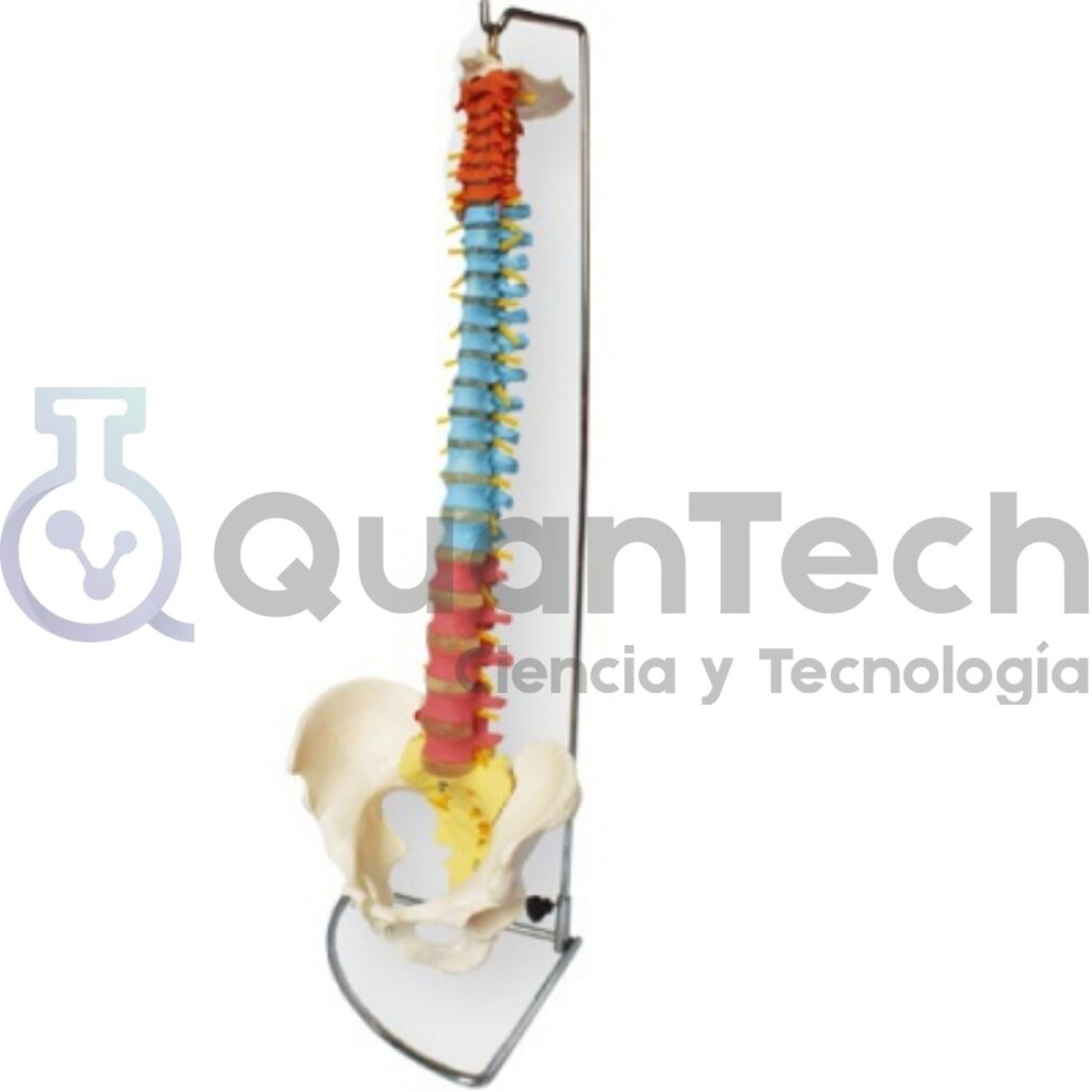 MODELO ANATOMICO DE COLUMNA VERTEBRAL COLOR – Quantech