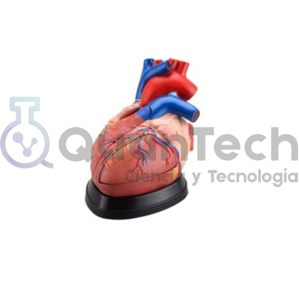 MODELO ANATOMICO DE CORAZON DESARMABLE JUMBO – Quantech