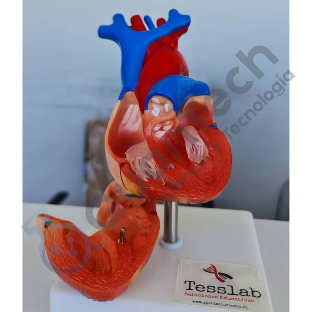 MODELO ANATOMICO DE CORAZON TAMAÑO NATURAL – Quantech