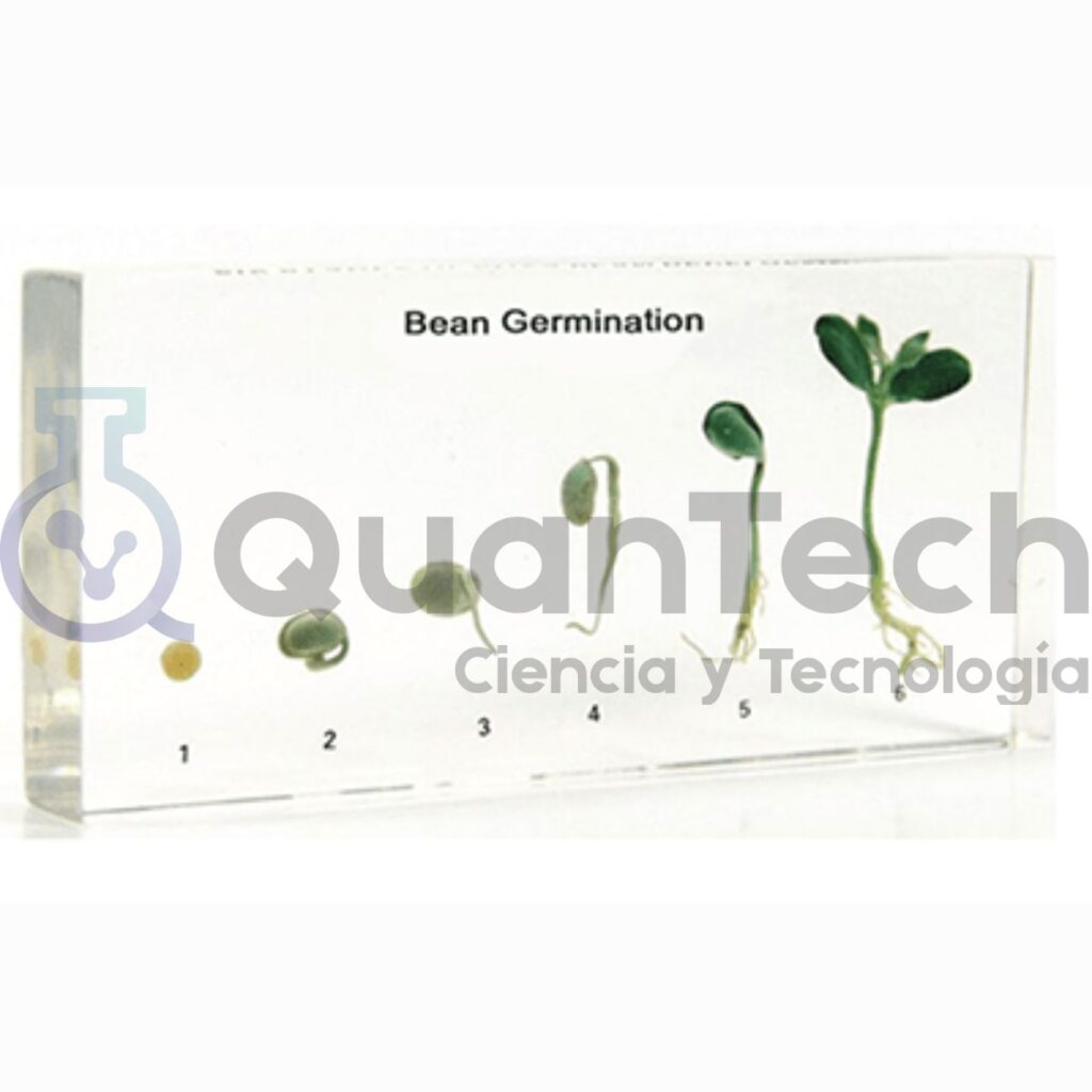 MODELO DE GERMINACION DEL POROTO-KIT DE CIENCIAS – Quantech