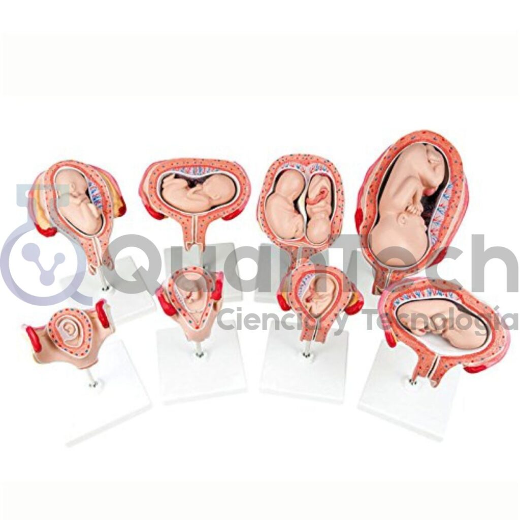 MODELO ANATOMICO CRECIMIENTO DEL FETO- 8 ETAPAS – Quantech