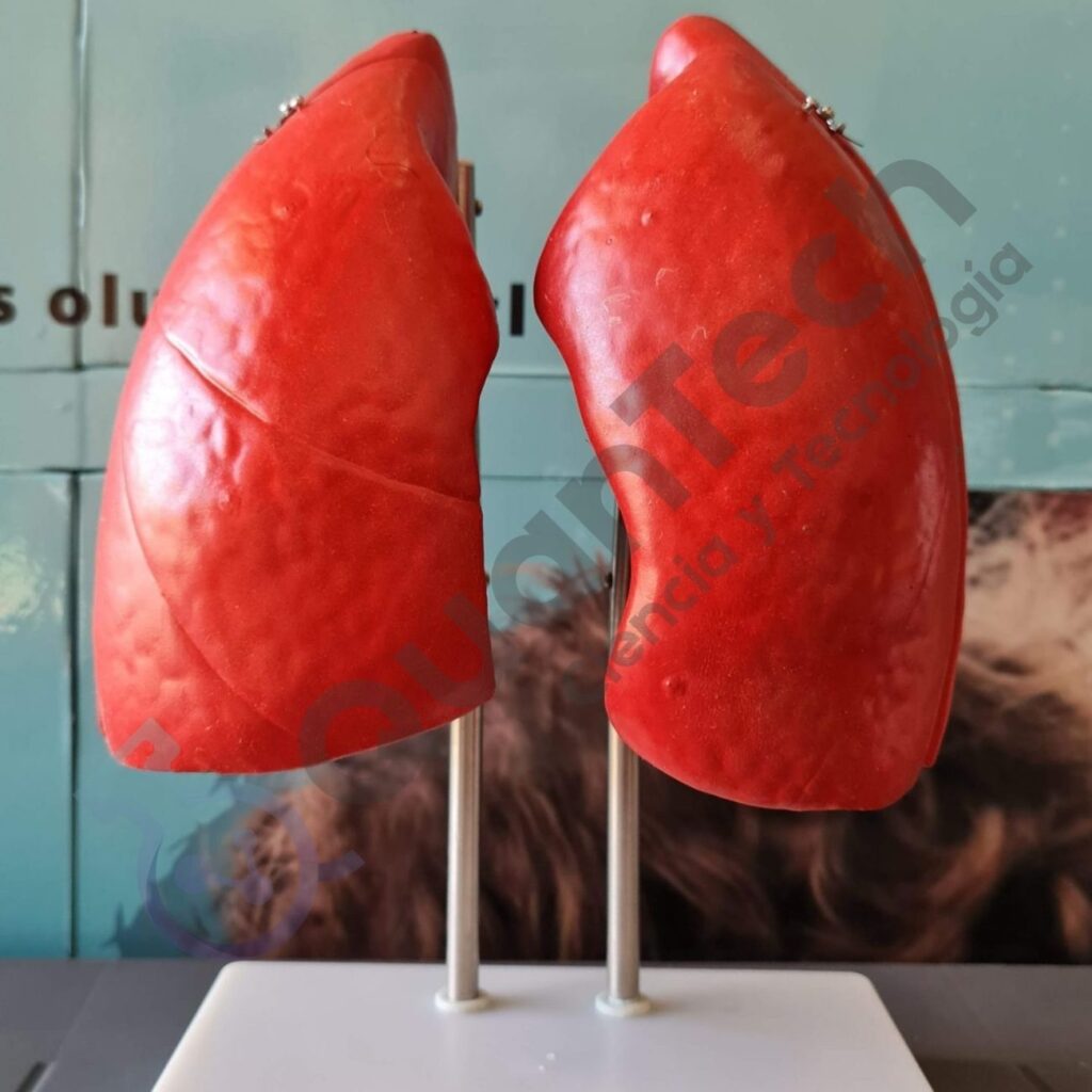 MODELO ANATOMICO DE PULMONES DOBLE – Quantech