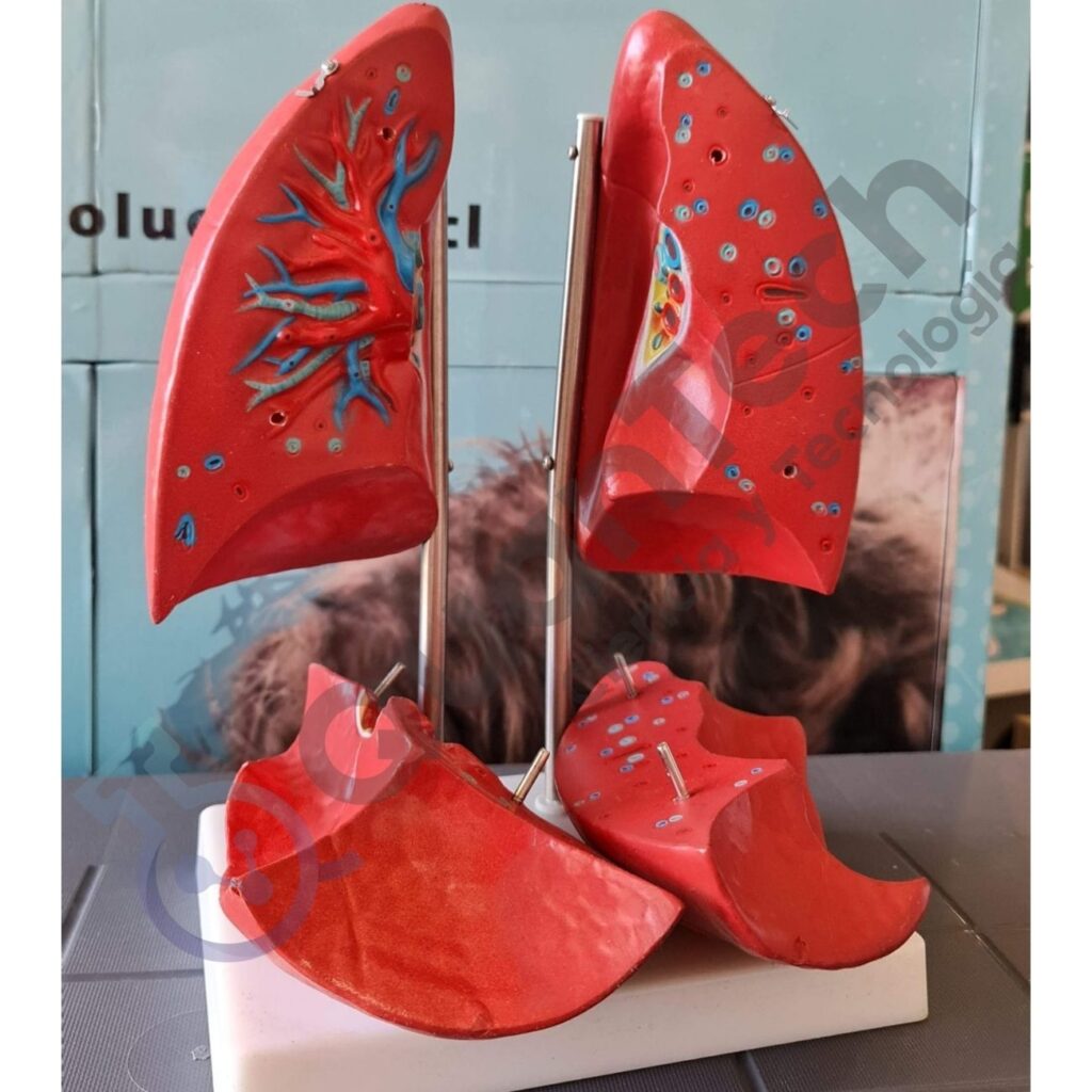 MODELO ANATOMICO DE PULMONES DOBLE – Quantech