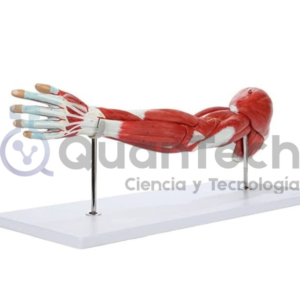 MODELO ANATOMICO MUSCULOS DEL BRAZO 7 PCS – Quantech