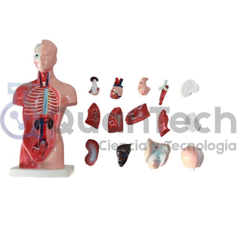 MODELO ANATOMICO DE TORSO HUMANO 28 CM 15 PCS – Quantech