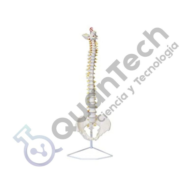 MODELO ANATOMICO COLUMNA VERTEBRAL – Quantech
