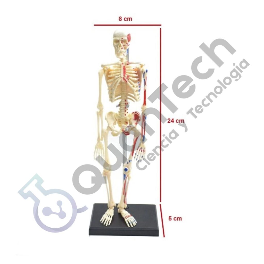 MODELO ANATOMICO DE ESQUELETO HUMANO 46 PCS, 24 CM – Quantech