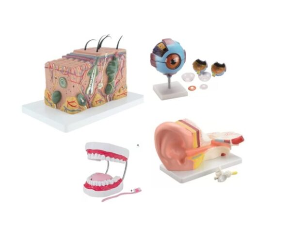 KIT DE MODELOS ANATOMICOS “LOS SENTIDOS” – Quantech
