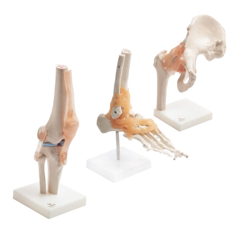MODELOS ANATÓMICOS – Quantech