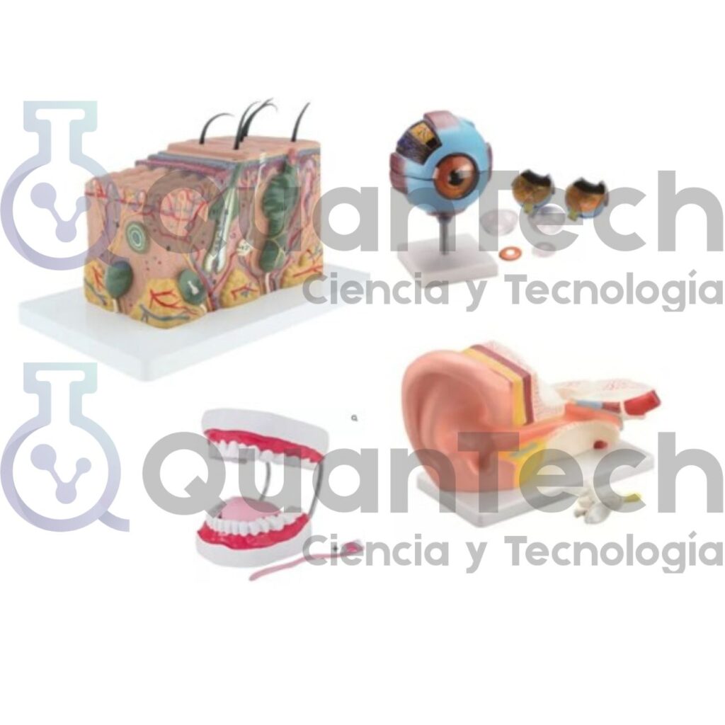 KIT DE MODELOS ANATOMICOS “LOS SENTIDOS” – Quantech