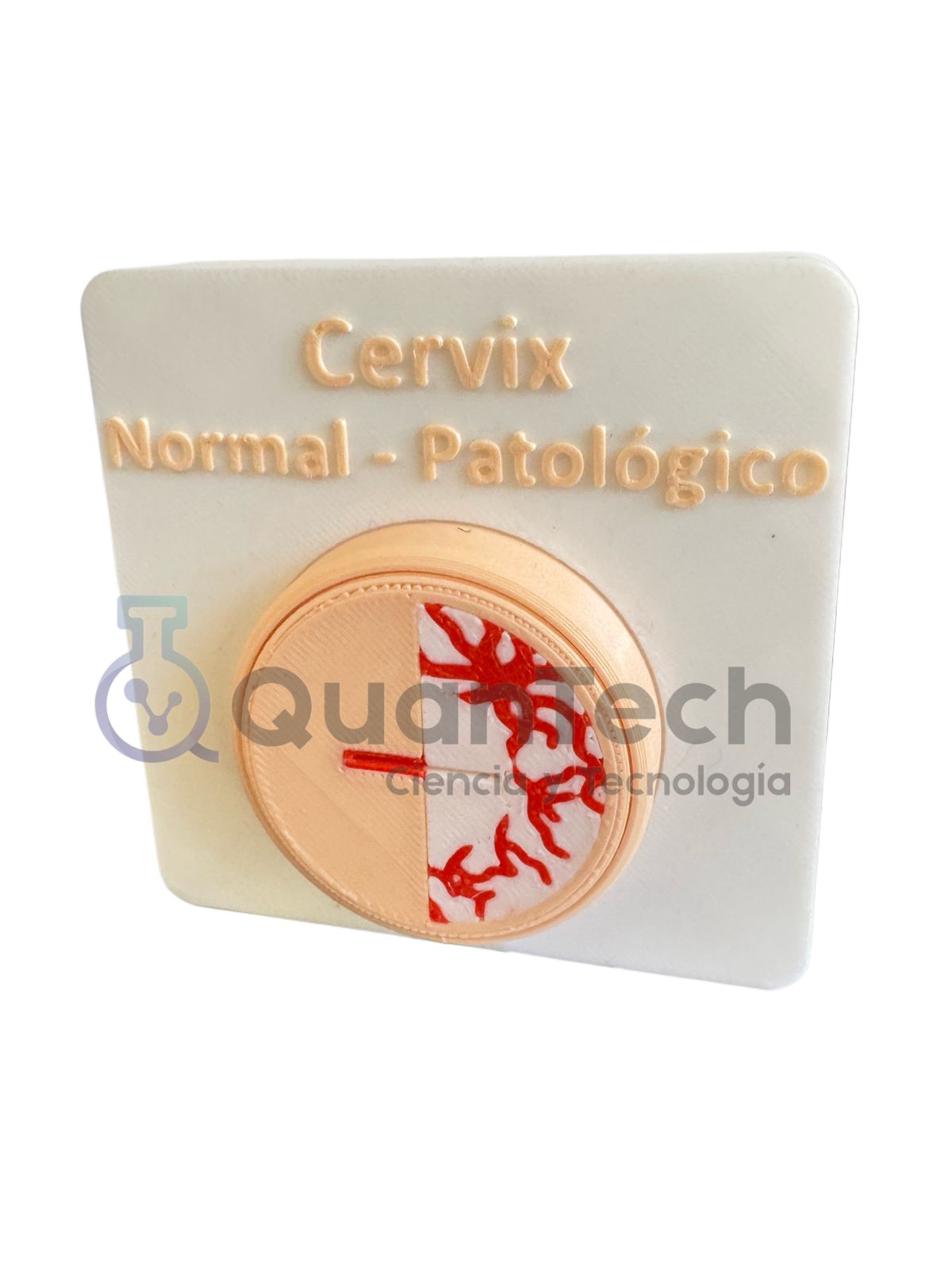 MODELO ANATOMICO CERVIX NORMAL-PATOLOGICO – Quantech