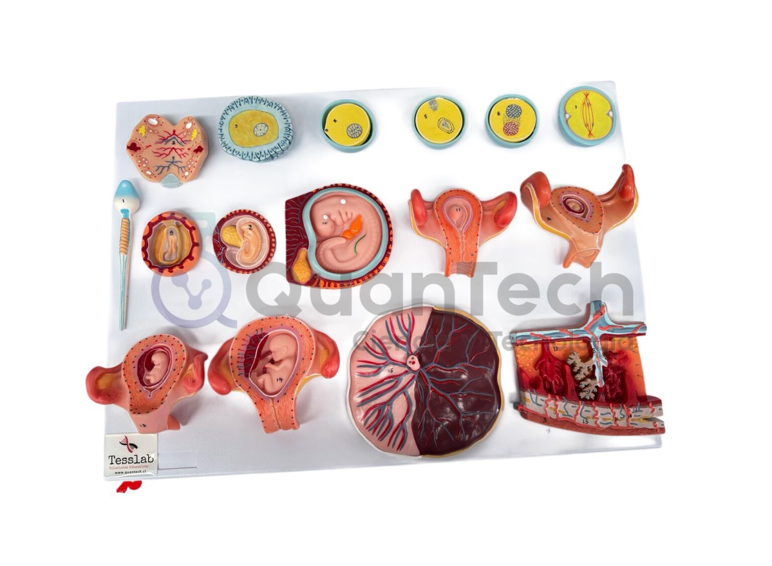 MODELO DE FERTILIZACION Y MODELO EMBRIONARIO 16PCS – Quantech